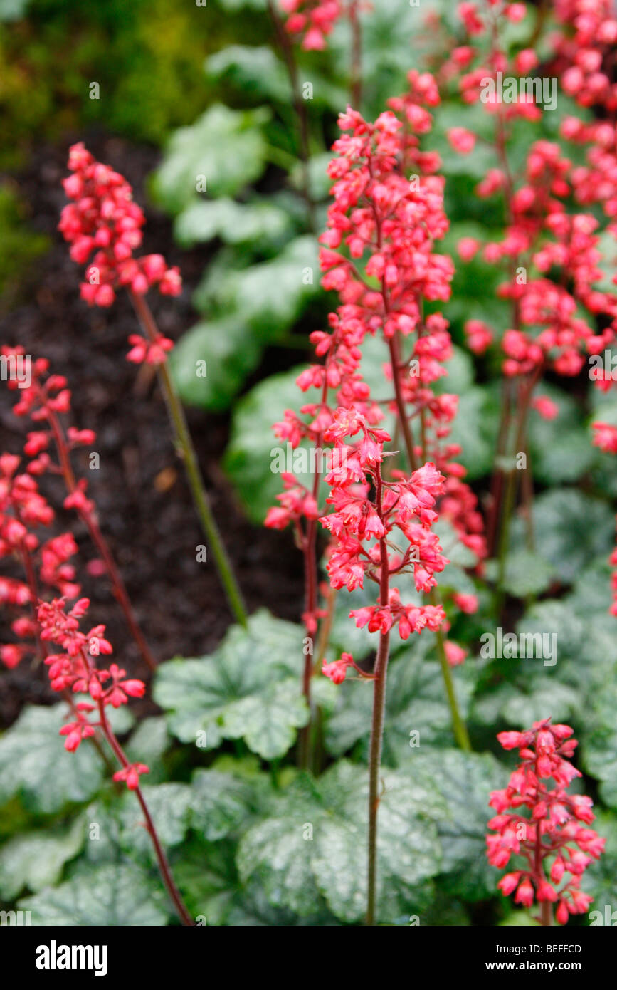 Heuchera High Resolution Stock Photography and Images - Alamy