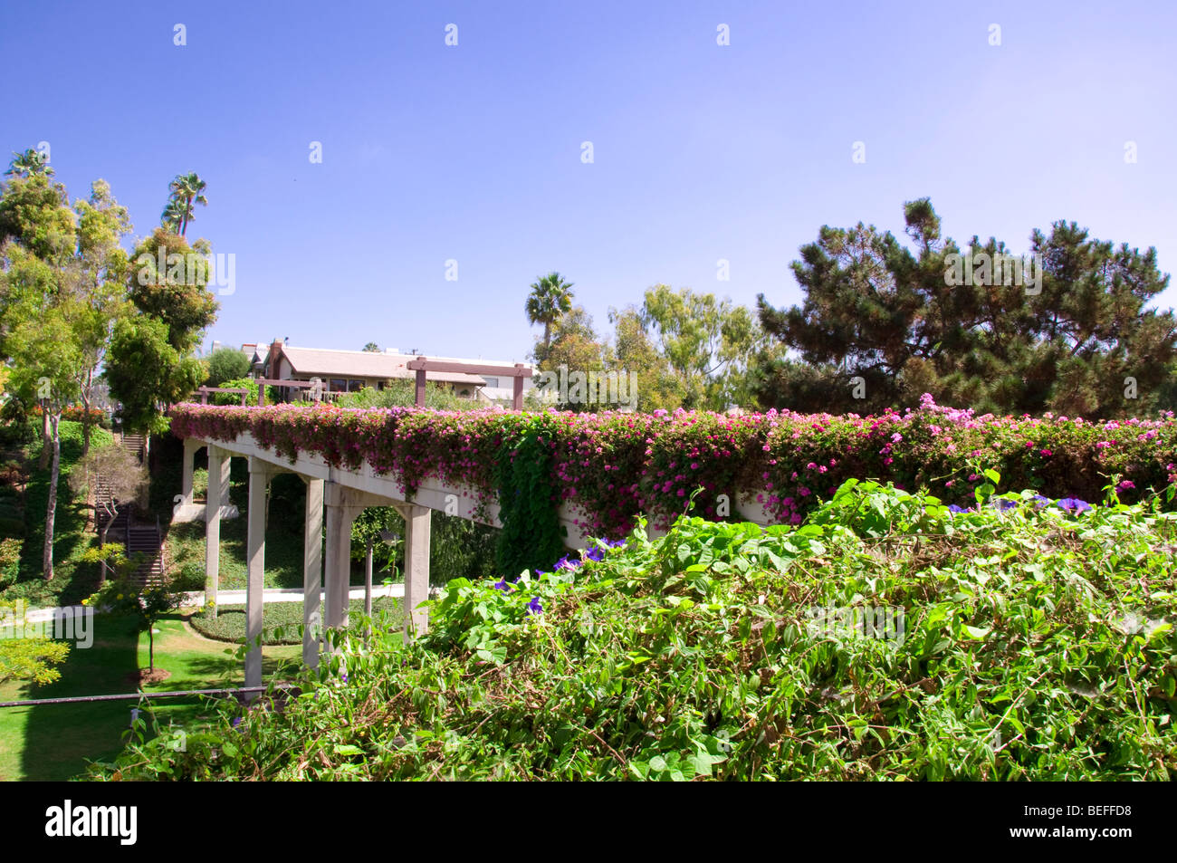 Bridge with flowers in California, USA Stock Photo - Alamy