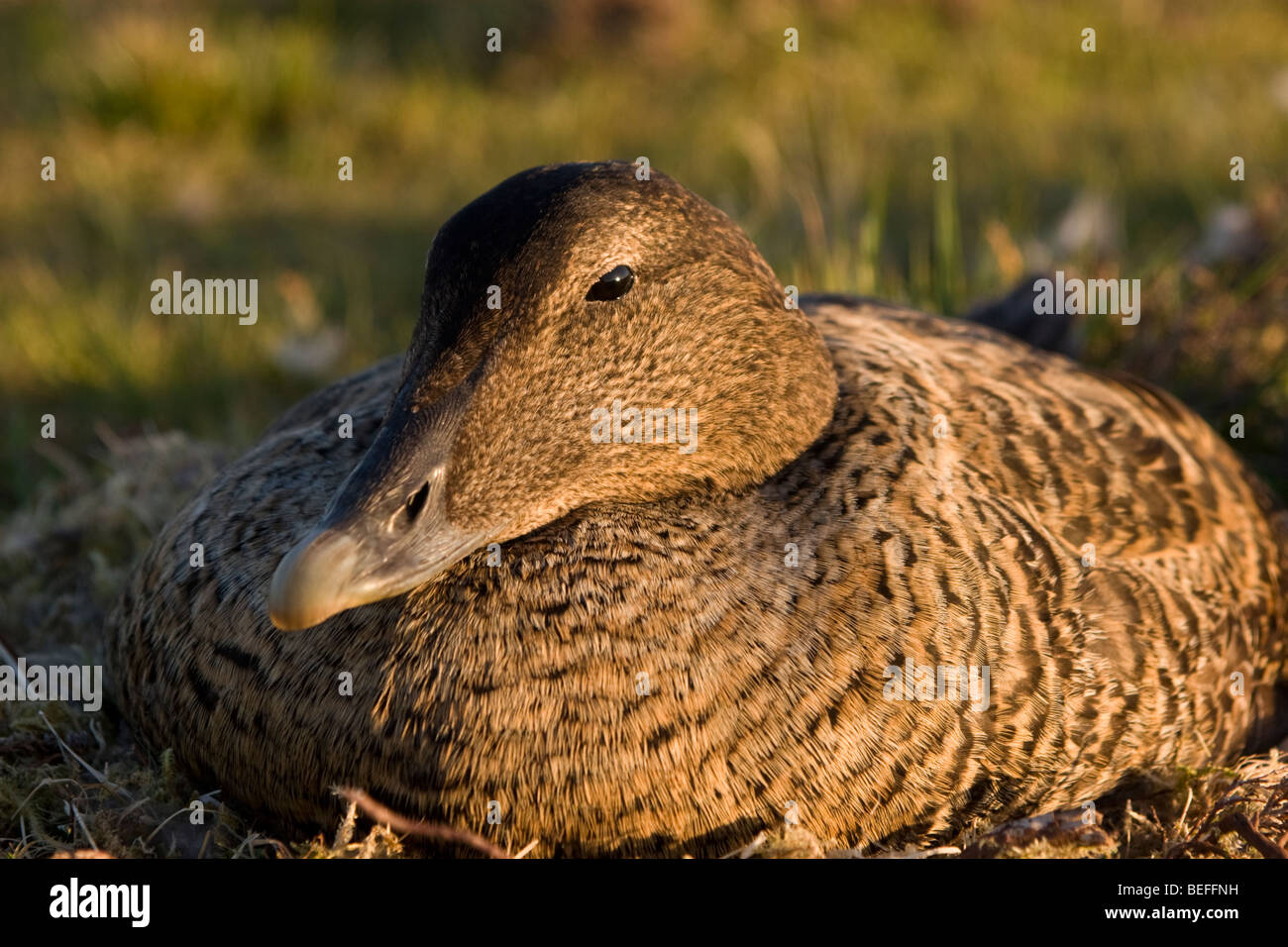 Female eider duck on nest hi-res stock photography and images - Alamy