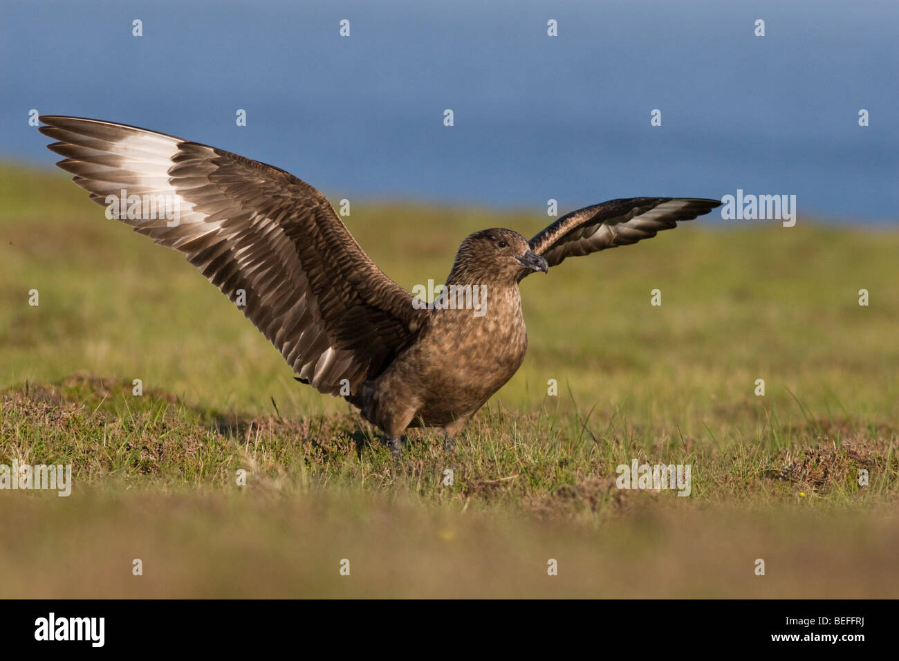 Great skua or bonxie on Fair Isle Shetland Stock Photo - Alamy