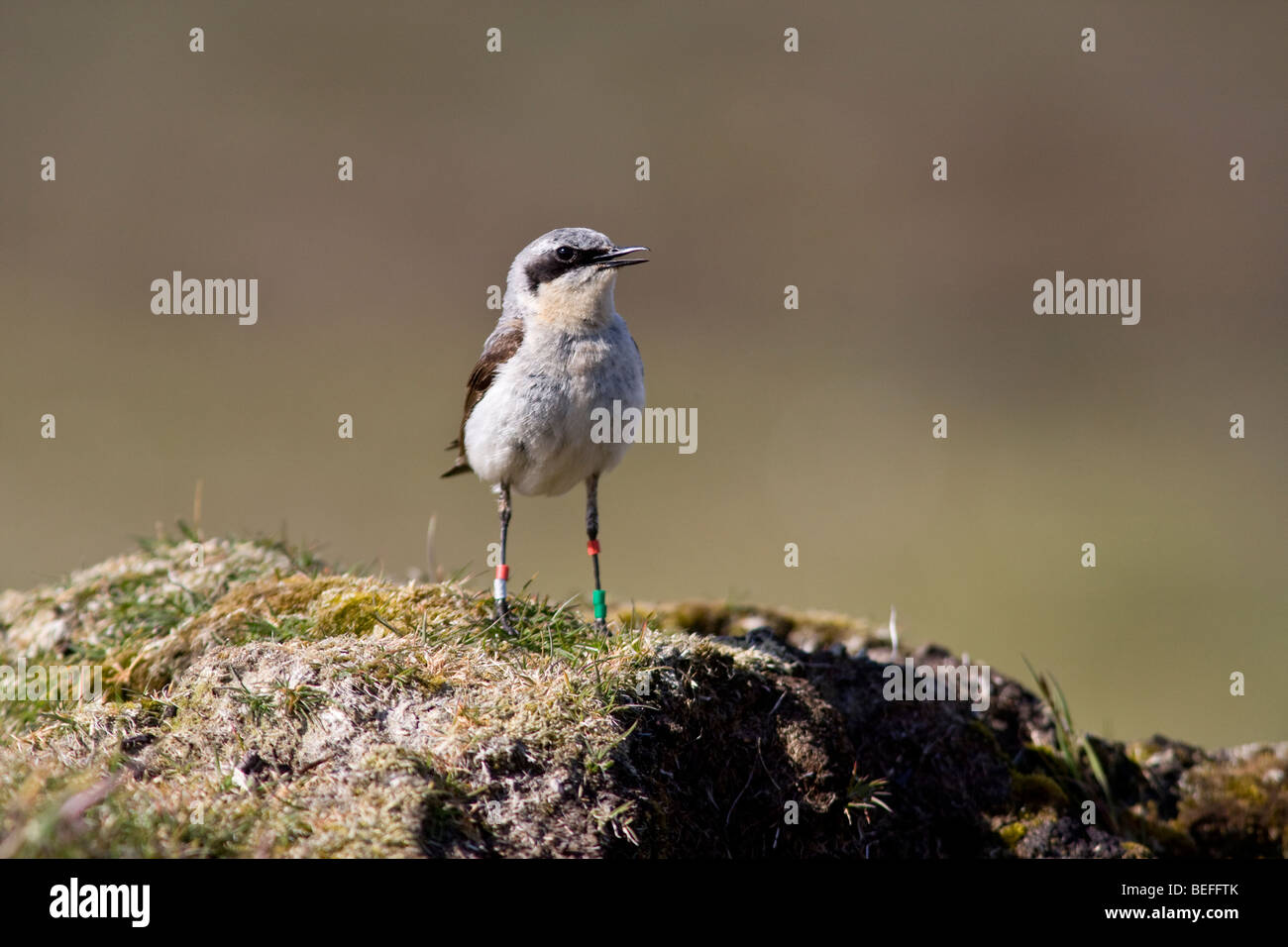 Male northern wheatear hi-res stock photography and images - Alamy