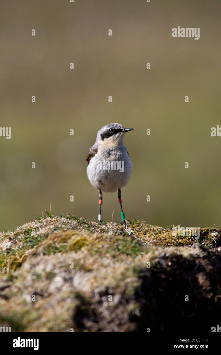 Male Northern Wheatear High Resolution Stock Photography and Images - Alamy