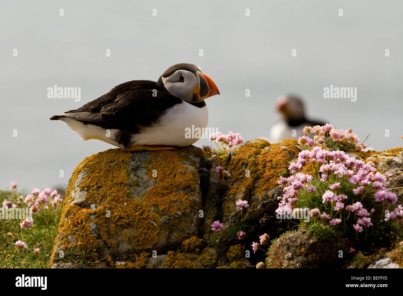Puffin on Fair Isle Shetland Stock Photo - Alamy