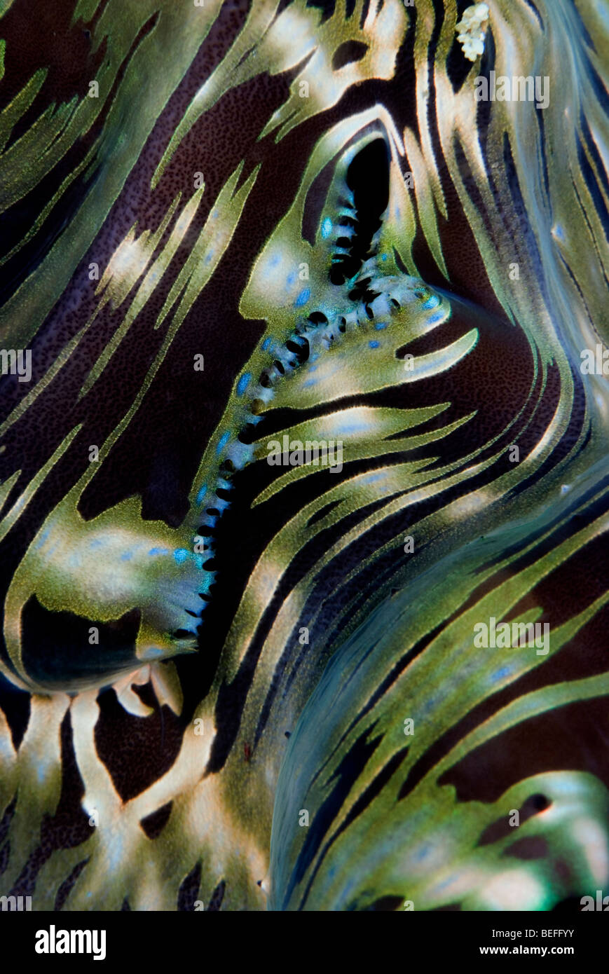 Giant Clam color pattern under water Stock Photo - Alamy