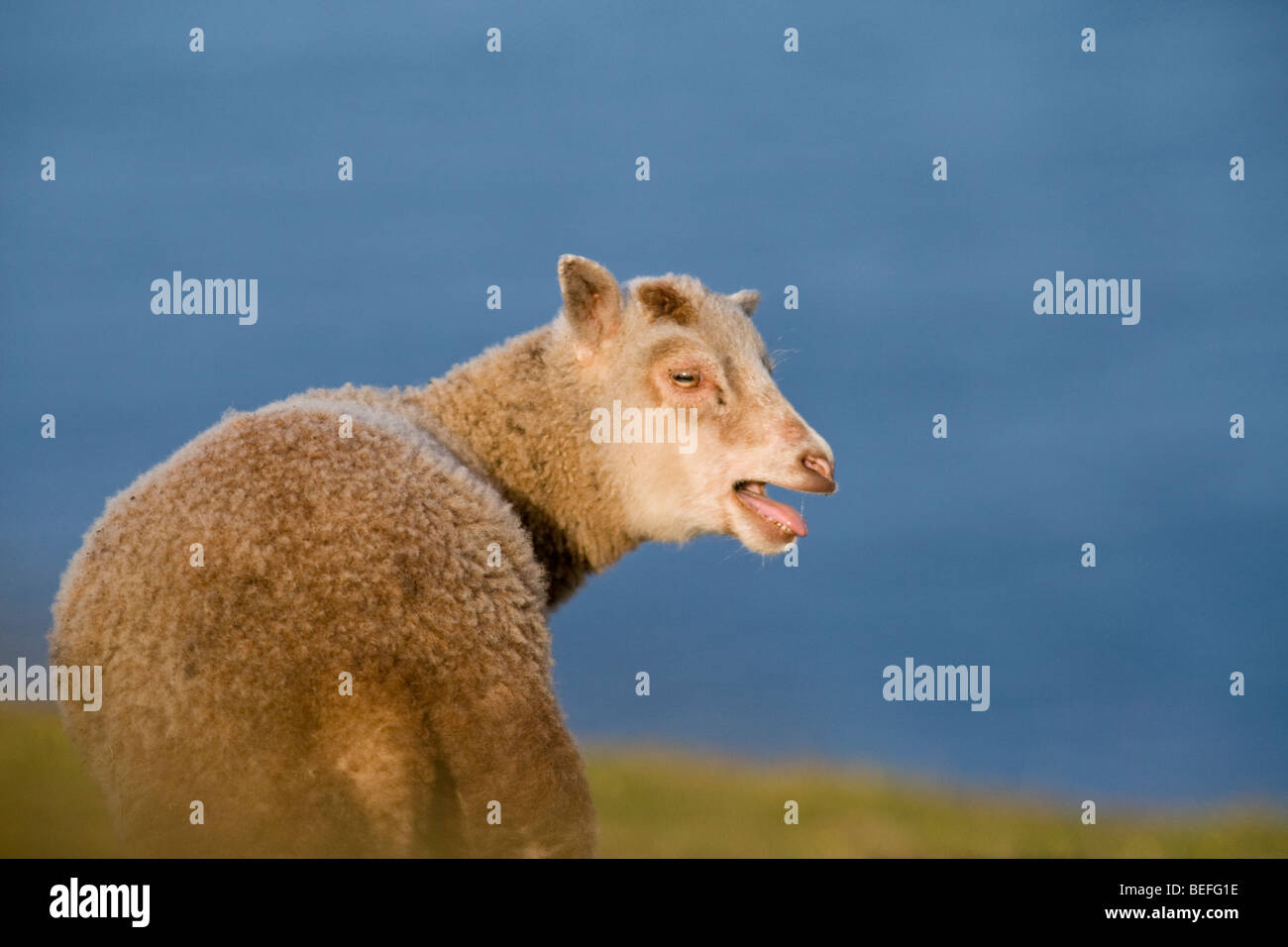 Ram Bleating High Resolution Stock Photography and Images - Alamy
