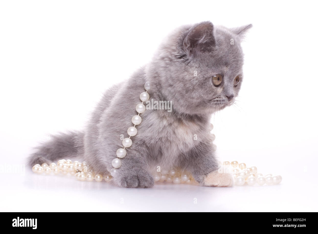 little kitty with pearls on a white background Stock Photo - Alamy