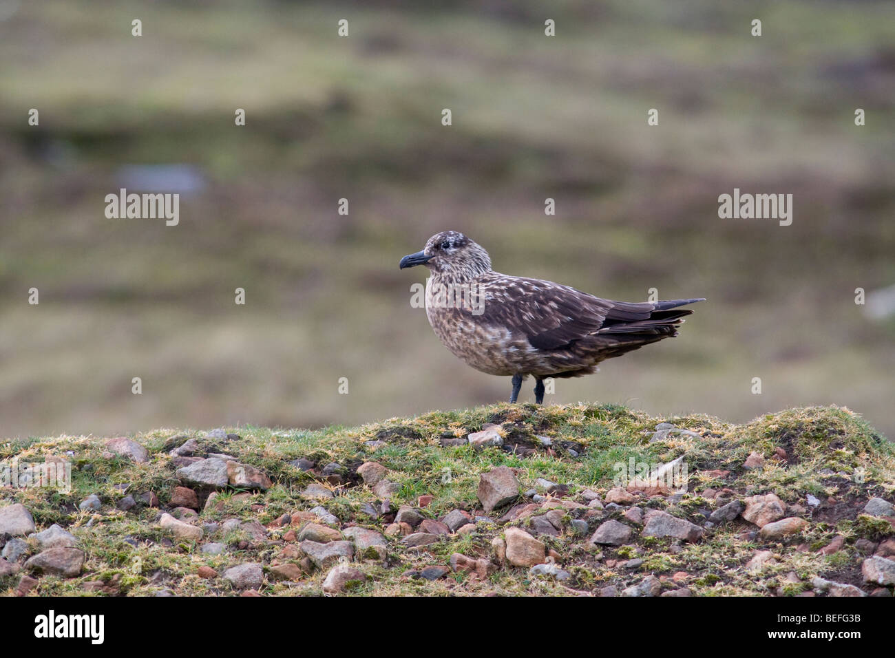 Skua bird birds shetland hi-res stock photography and images - Alamy