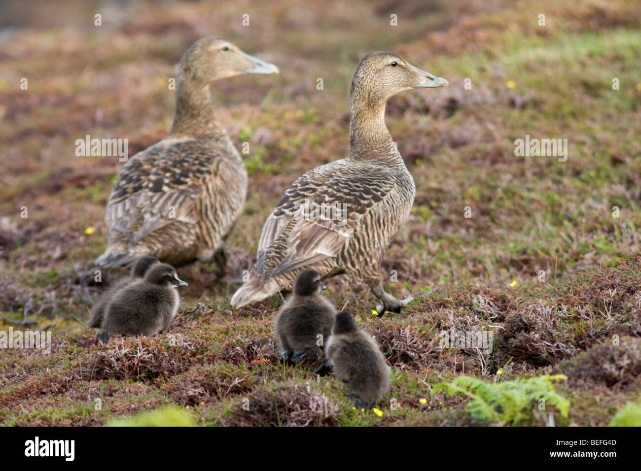 Female eider duck leading chicks to the sea Fair Isle Shetland Stock ...