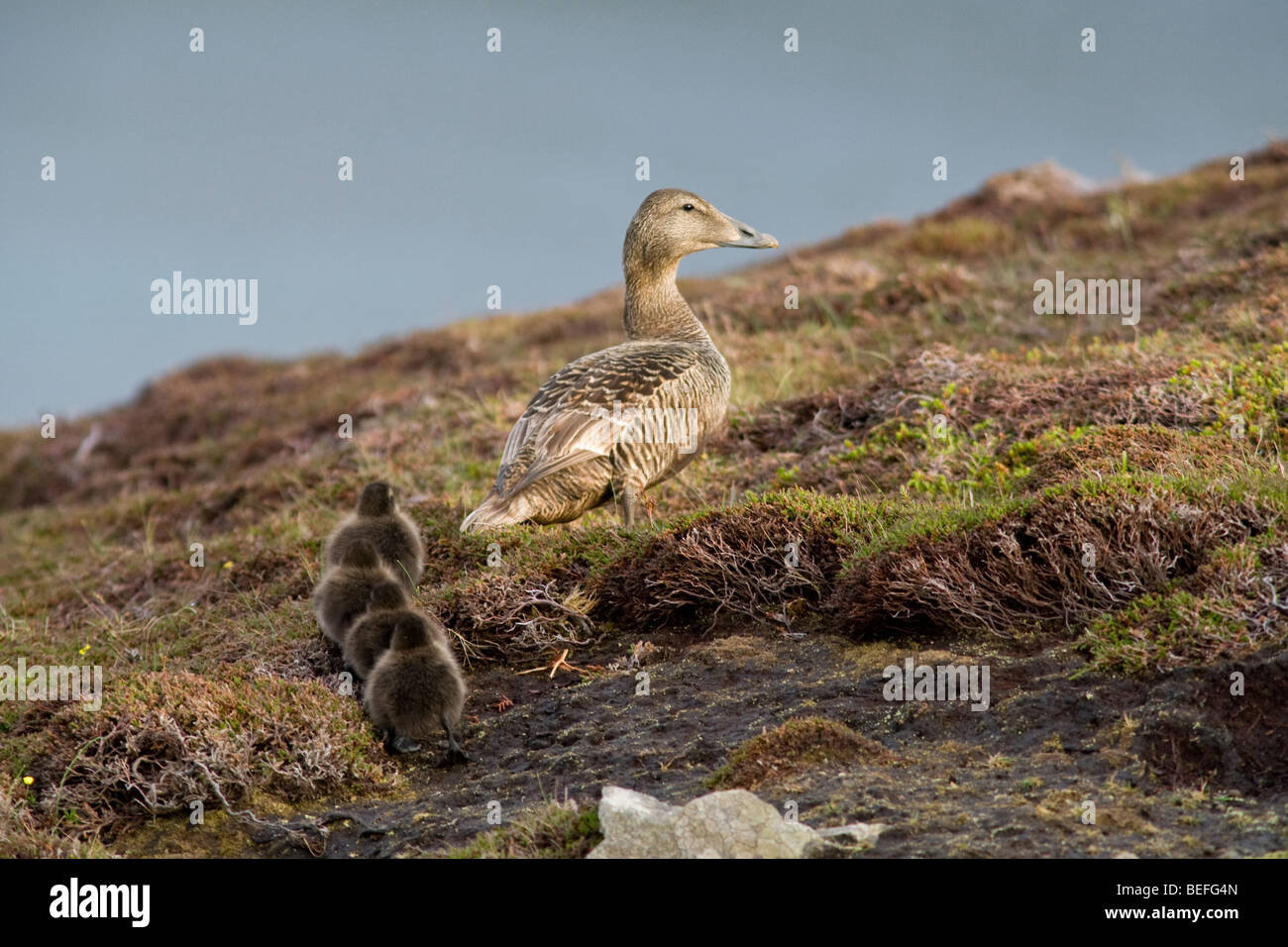 Female eider duck leading chicks to the sea Fair Isle Shetland Stock ...