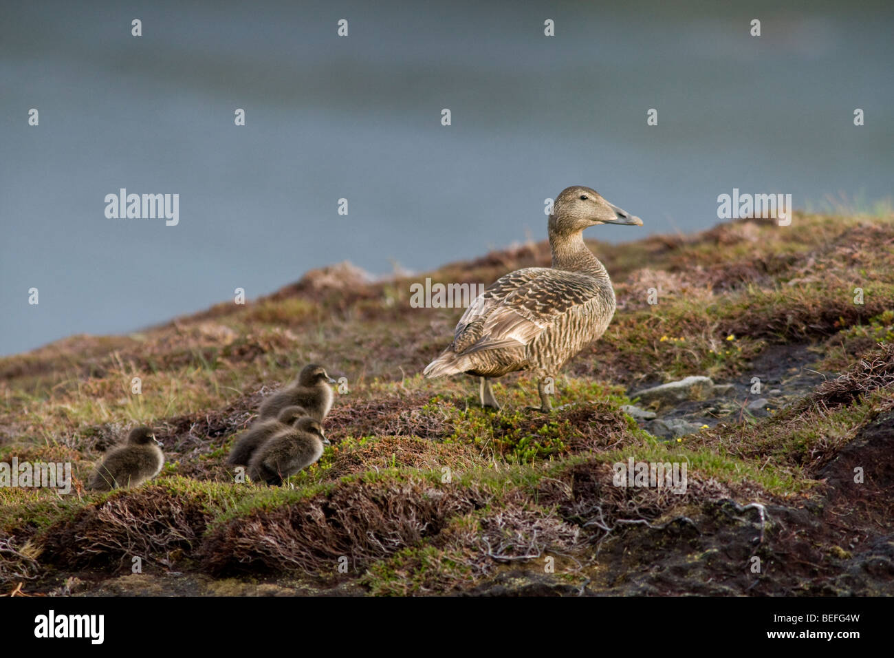 Female eider duck leading chicks to the sea Fair Isle Shetland Stock ...