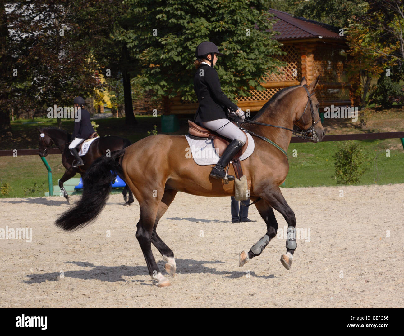 Equine dressage practice Stock Photo - Alamy