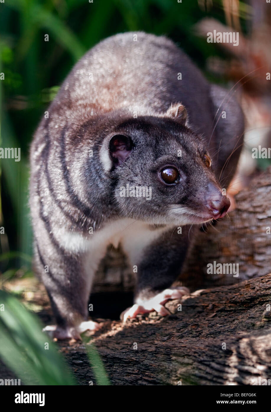 Phalanger hi-res stock photography and images - Alamy
