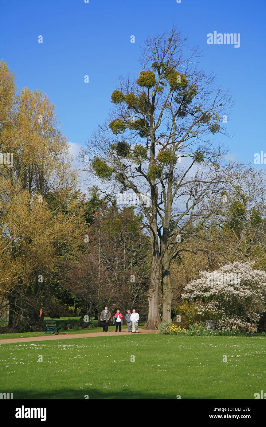 Lime berry tree hi-res stock photography and images - Alamy