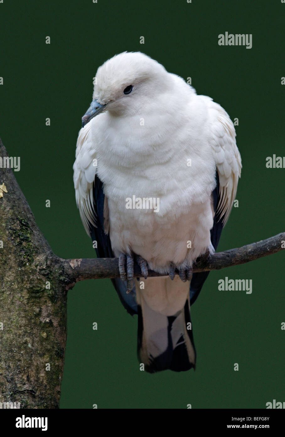 Pied Imperial Pigeon (ducula bicolor Stock Photo - Alamy