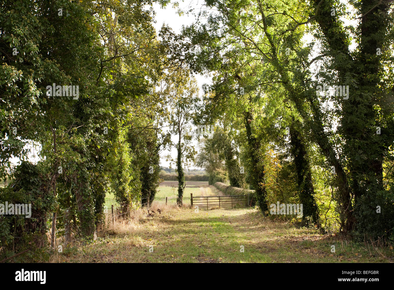 path to gate and field between trees in autumn Stock Photo - Alamy