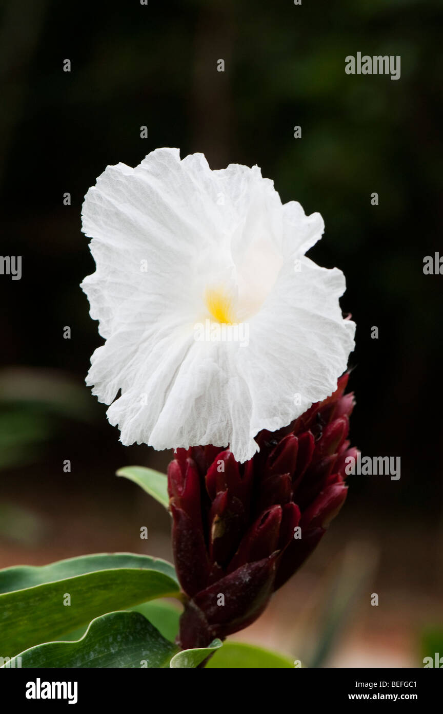 Costus speciosus. Crepe Ginger flower in the Indian countryside. Andhra ...