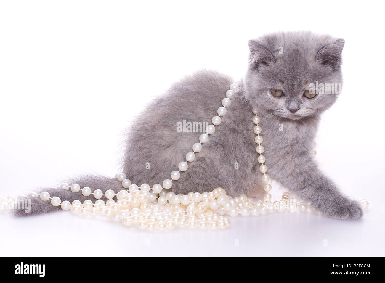 little kitty with pearls on a white background Stock Photo - Alamy
