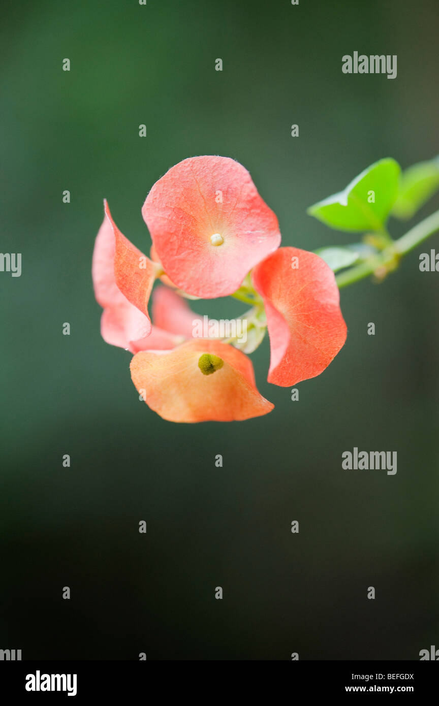 Holmskioldia sanguinea. Chinese hat plant / cup and saucer plant ...
