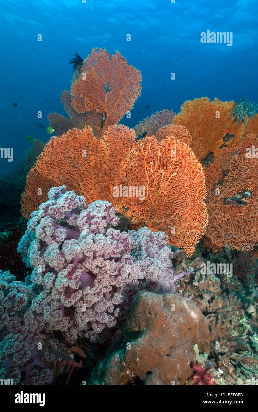 Gorgonians with blue background under water Stock Photo - Alamy