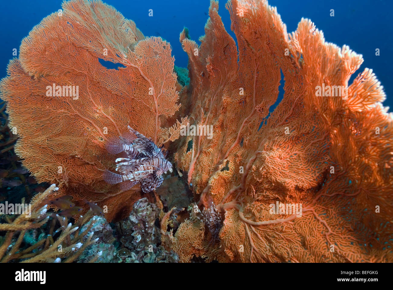 Gorgonians with blue background under water Stock Photo - Alamy