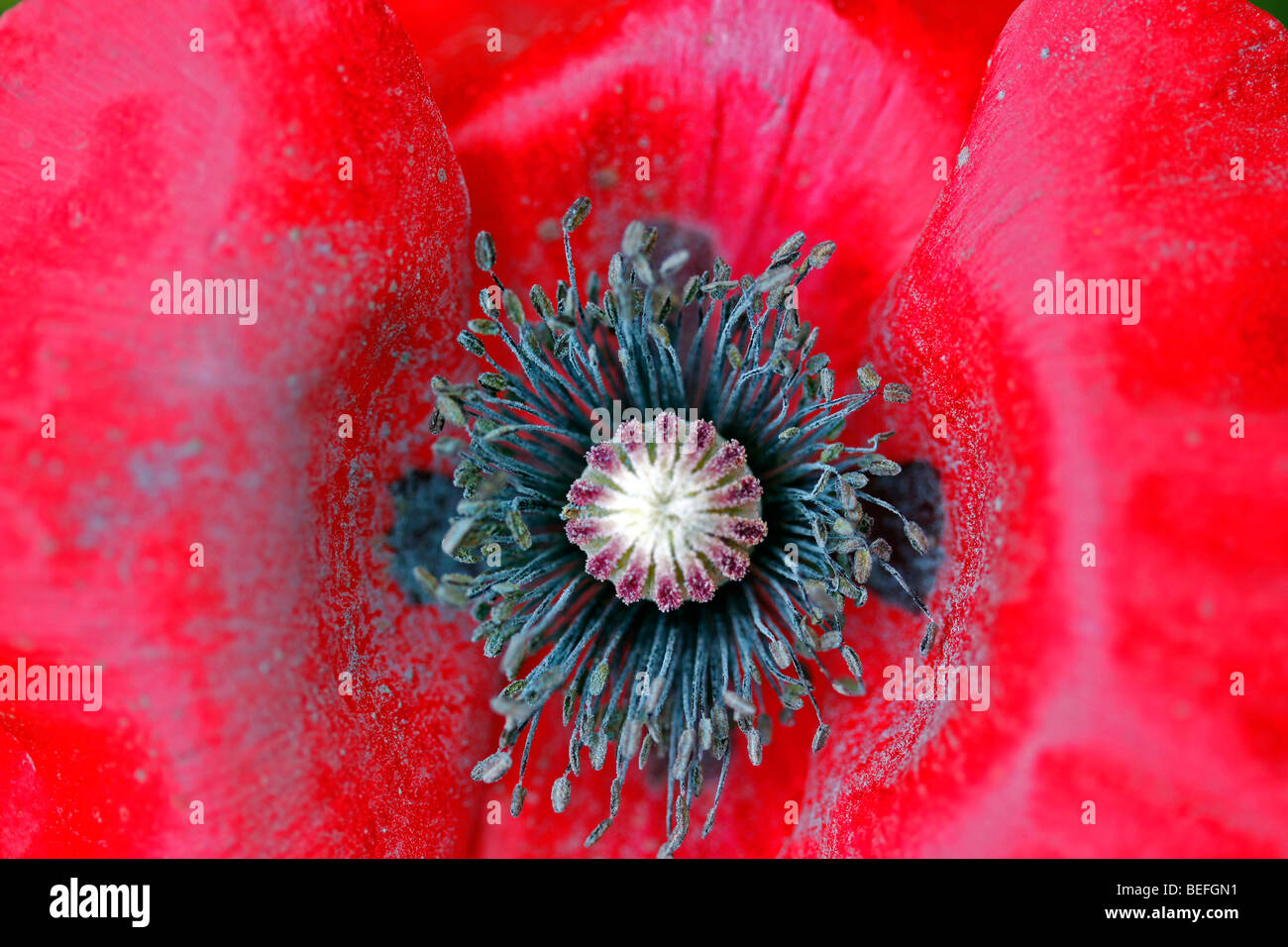 Center of poppy hi-res stock photography and images - Alamy