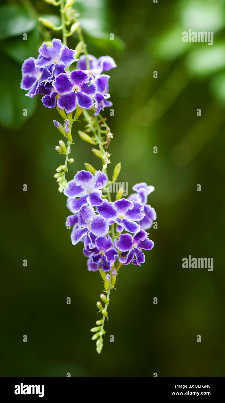 Duranta erecta. Golden Dewdrop. Skyflower in the Indian countryside ...
