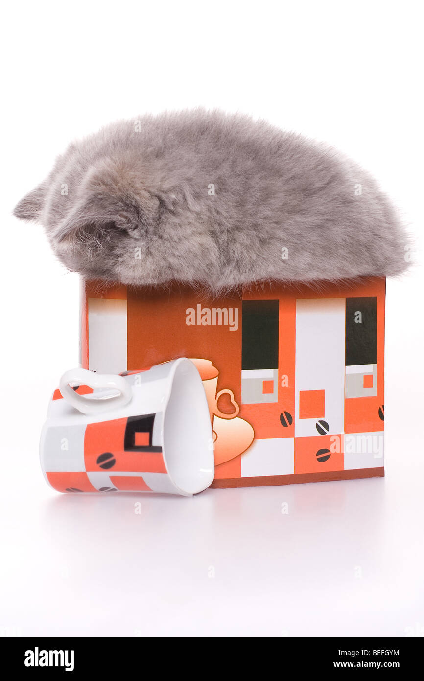 little kitty in the box on a white background Stock Photo - Alamy