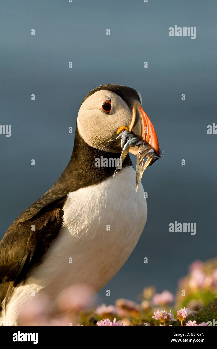 Puffin with sandeels on Fair Isle in Shetland Stock Photo - Alamy