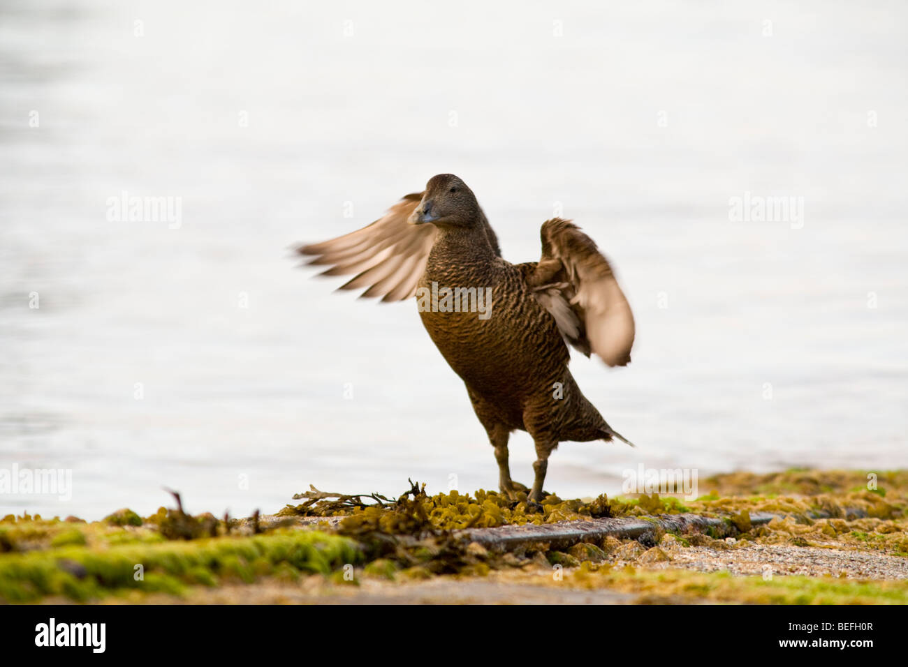 Flapping wings hi-res stock photography and images - Alamy