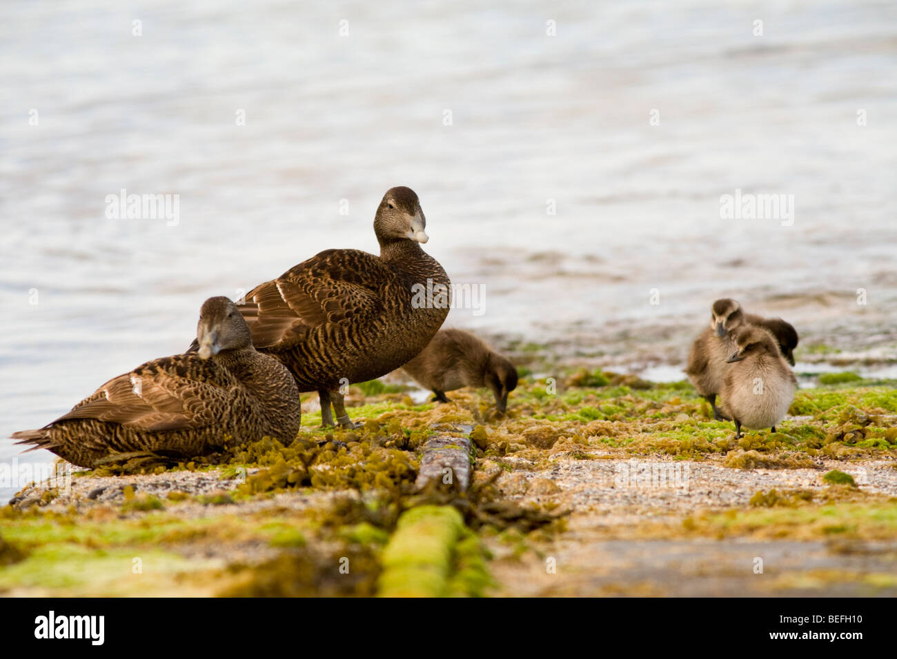 Female eider ducks with ducklings on slipway Fair Isle Shetland Stock ...