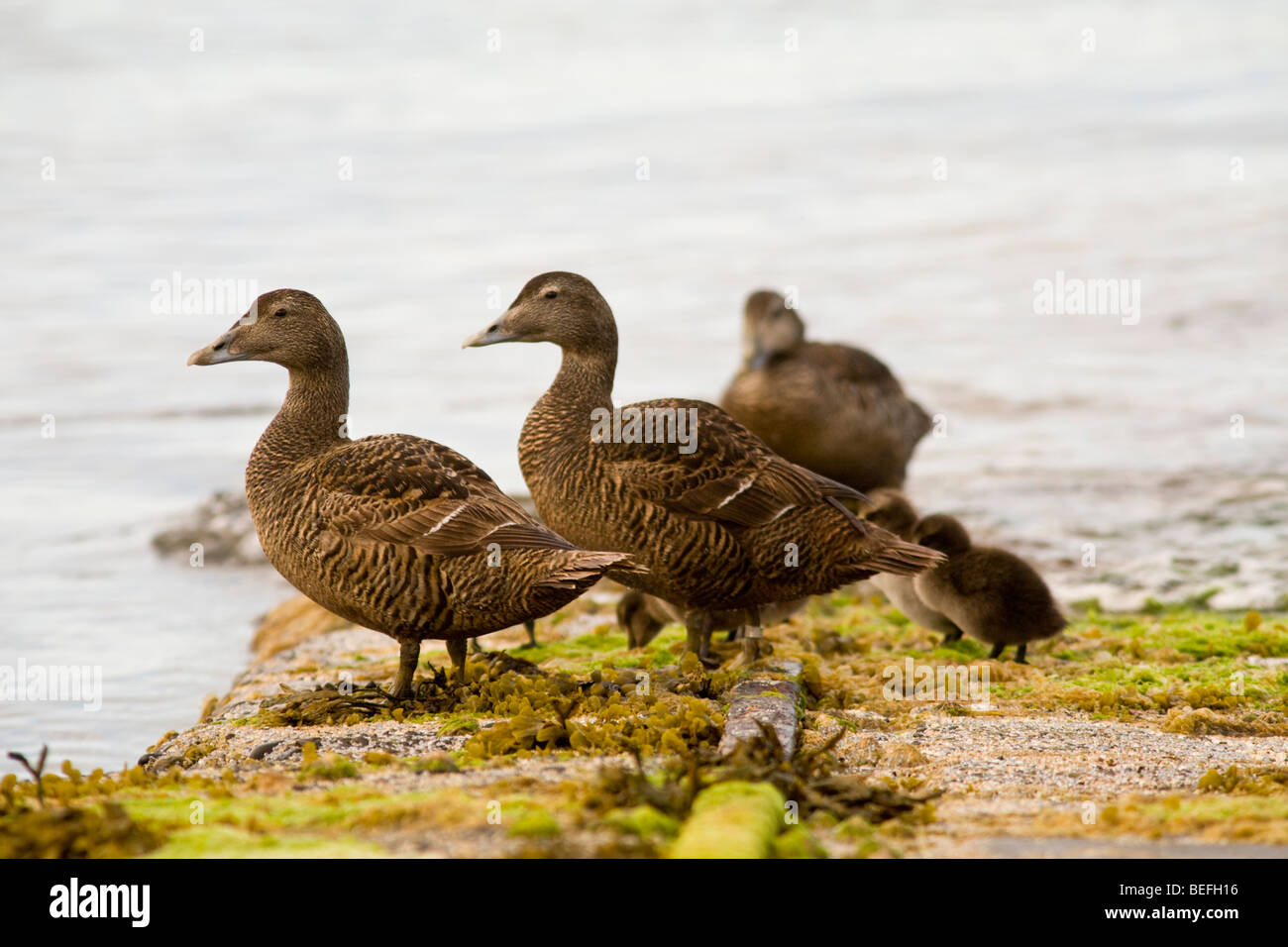 Female eider ducks with ducklings on slipway Fair Isle Shetland Stock ...