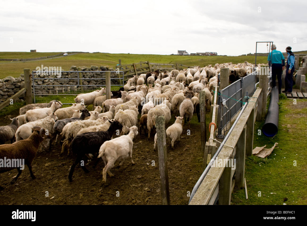 Sheep running put of pen on Fair Isle Shetland Stock Photo - Alamy
