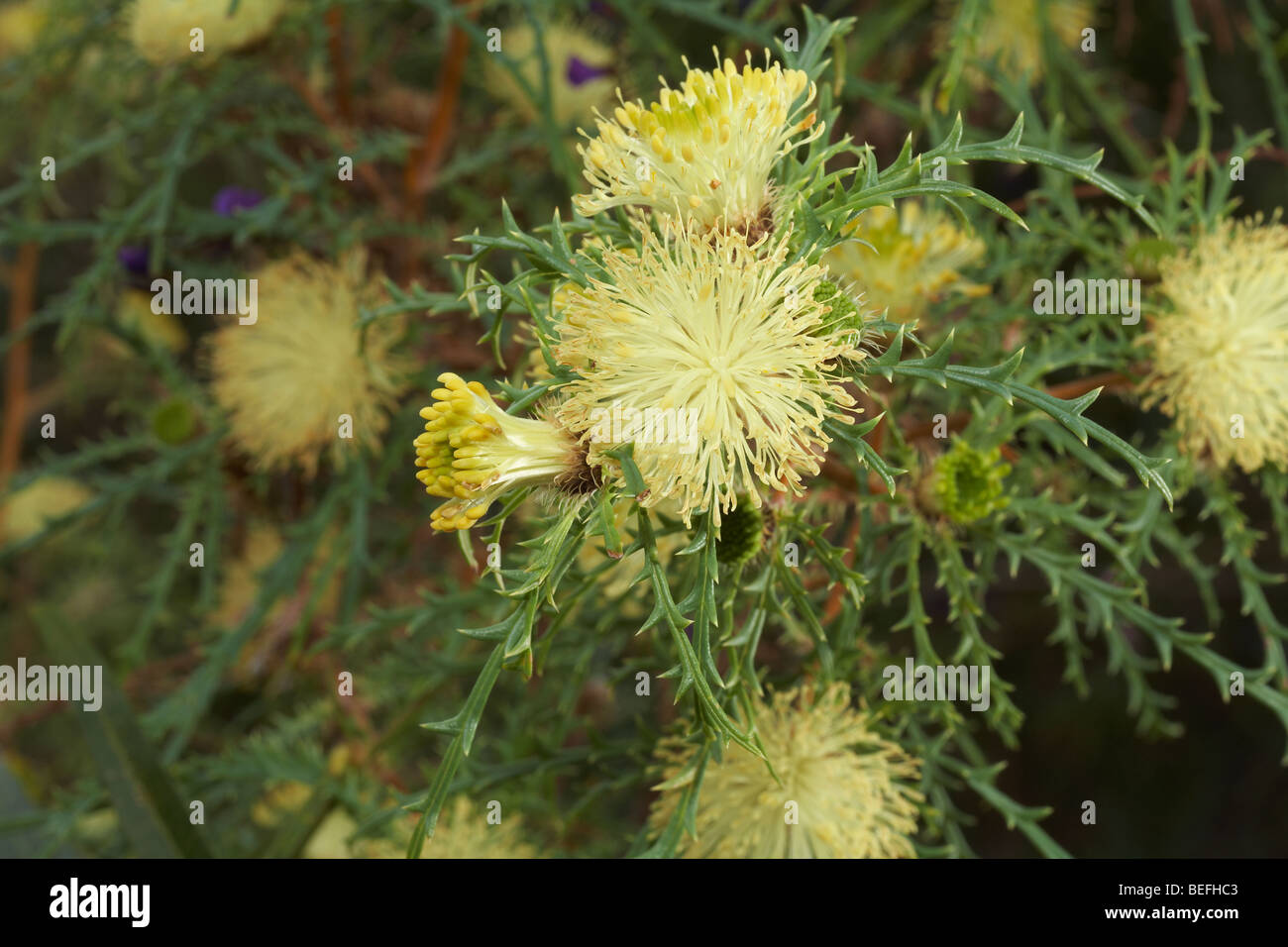 Western Australian native or endemic Dryandra (Banksia) flowers Stock ...