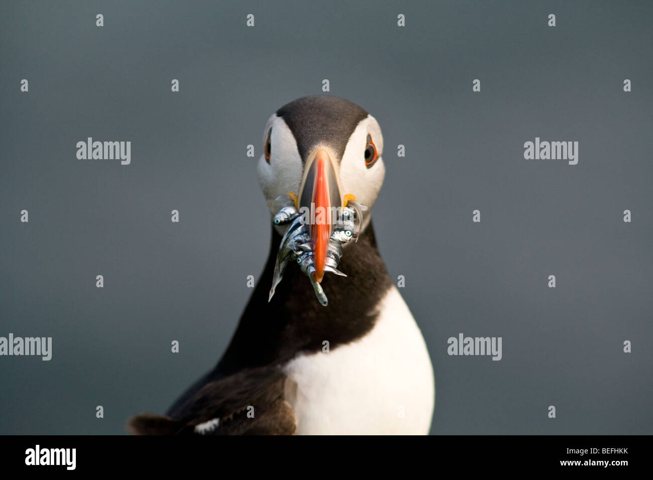 Atlantic puffin face hi-res stock photography and images - Alamy