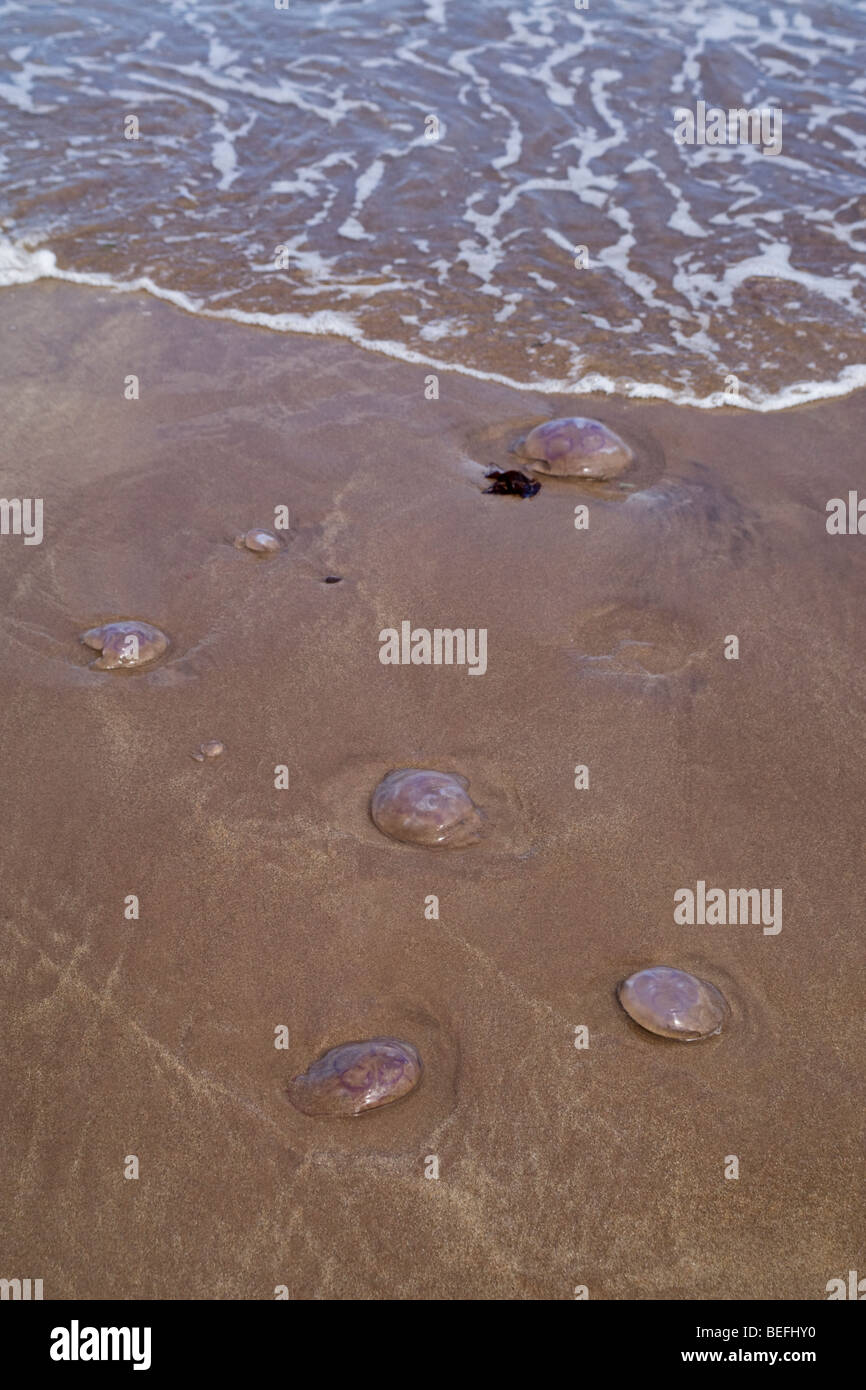 Jellyfish washed up on beach in east Scotland Stock Photo - Alamy