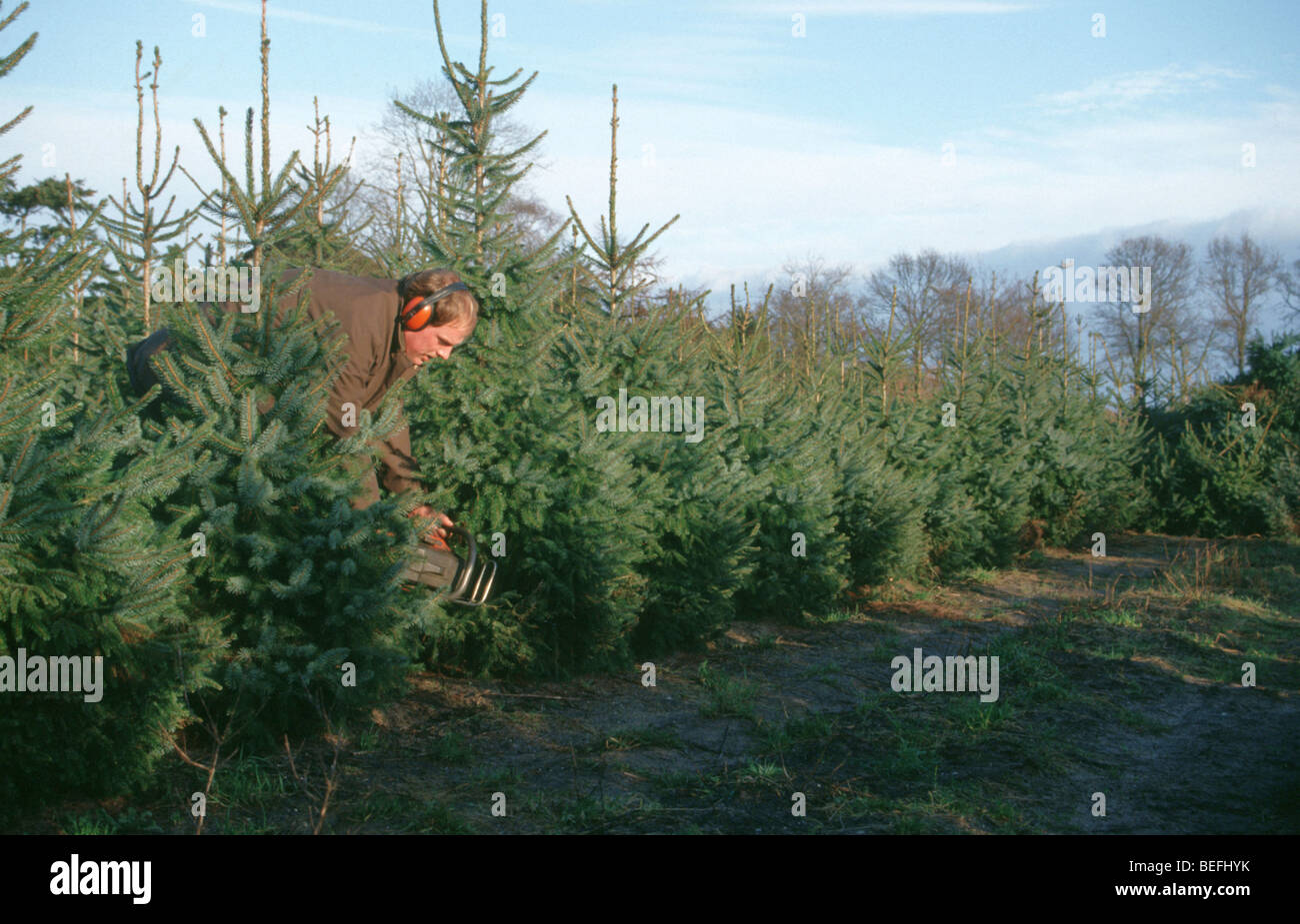 Cutting Down Christmas Trees High Resolution Stock Photography and ...