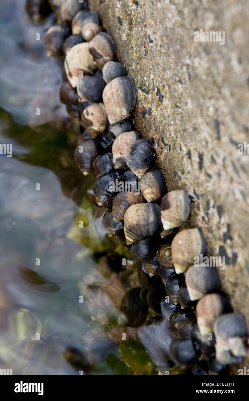 Group of periwinkles hi-res stock photography and images - Alamy