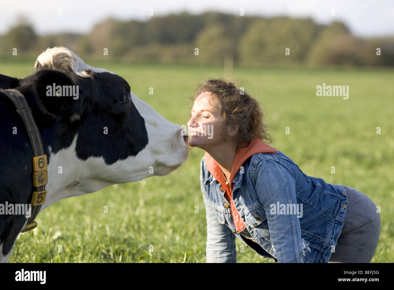 Petting cows hi-res stock photography and images - Alamy