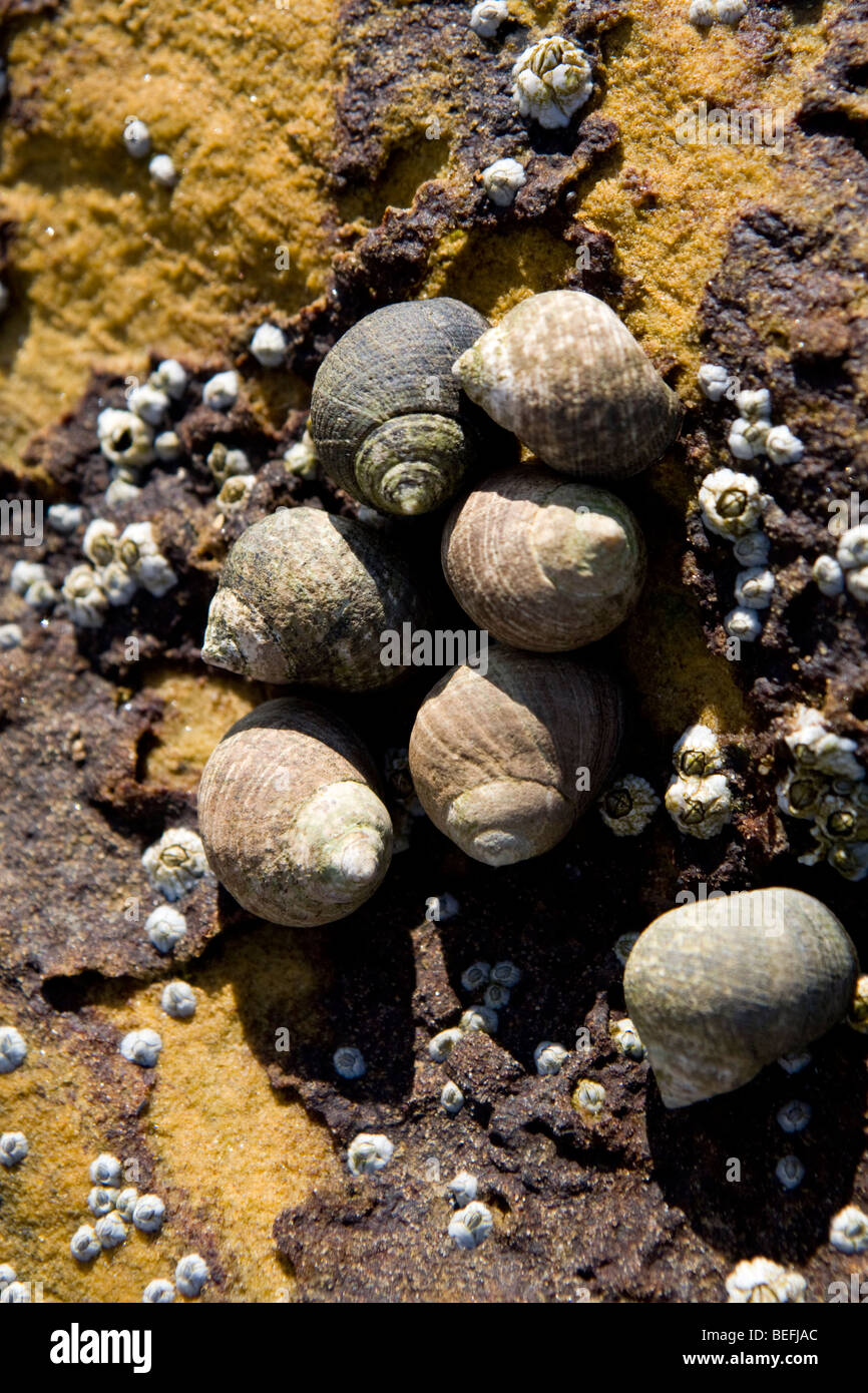 Winkles High Resolution Stock Photography and Images - Alamy