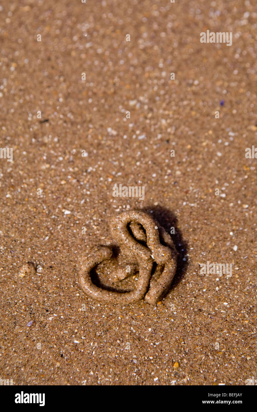 Worm cast on beach Stock Photo - Alamy