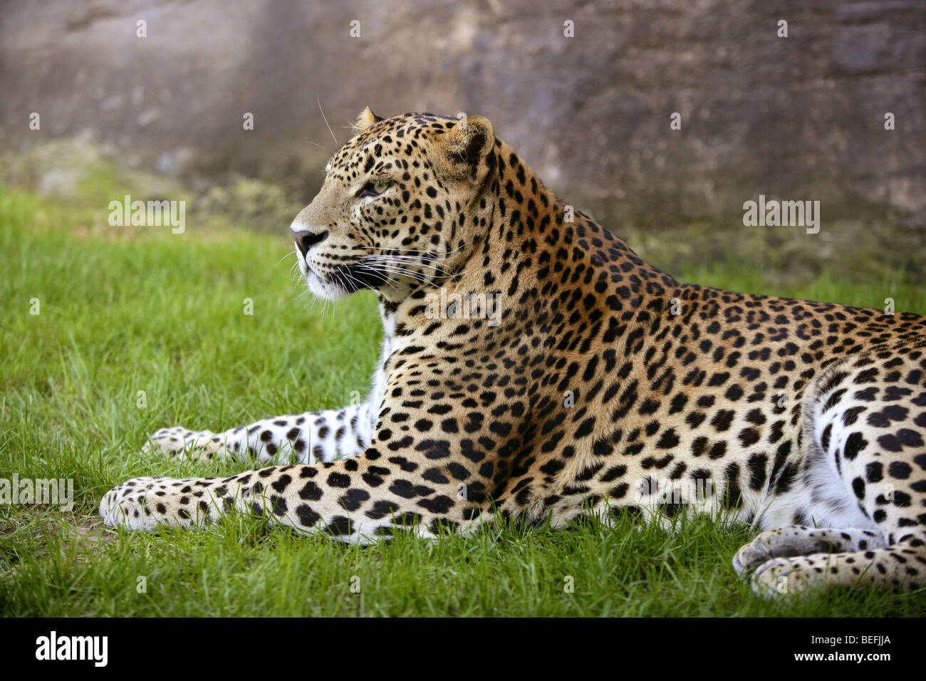 Leopard panther wildlife african hi-res stock photography and images ...