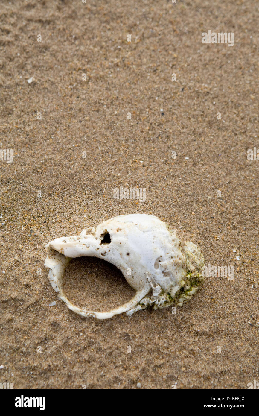 Old shell washed up on beach Stock Photo - Alamy