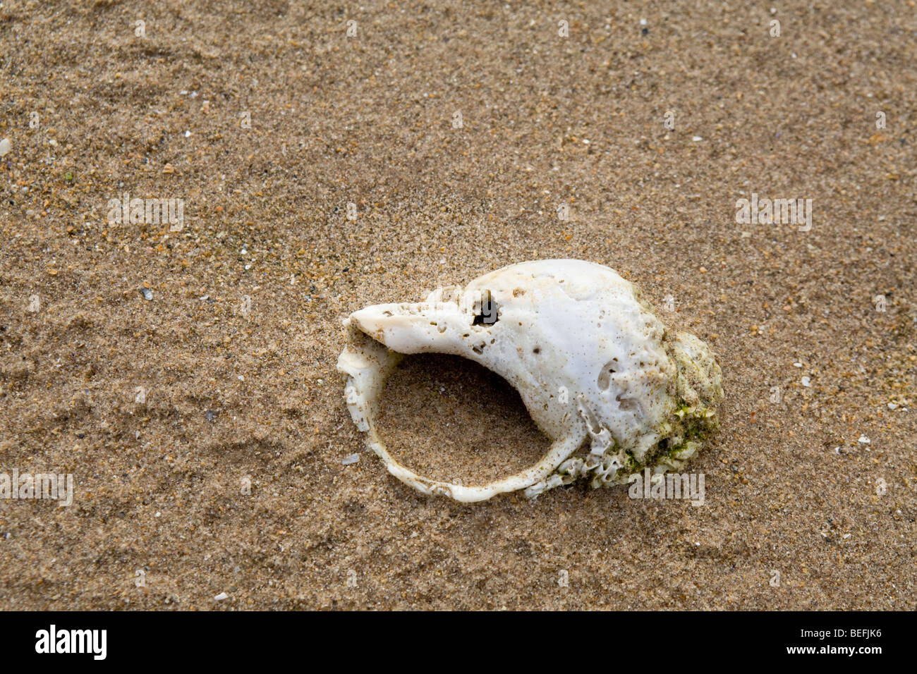 Old shell washed up on beach Stock Photo - Alamy