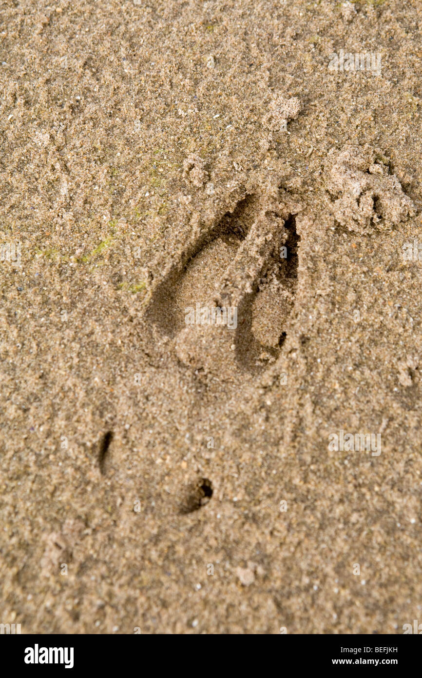 Buck Deer Tracks Deer Tracks In The Snow At Acadia Photograph By Jake
