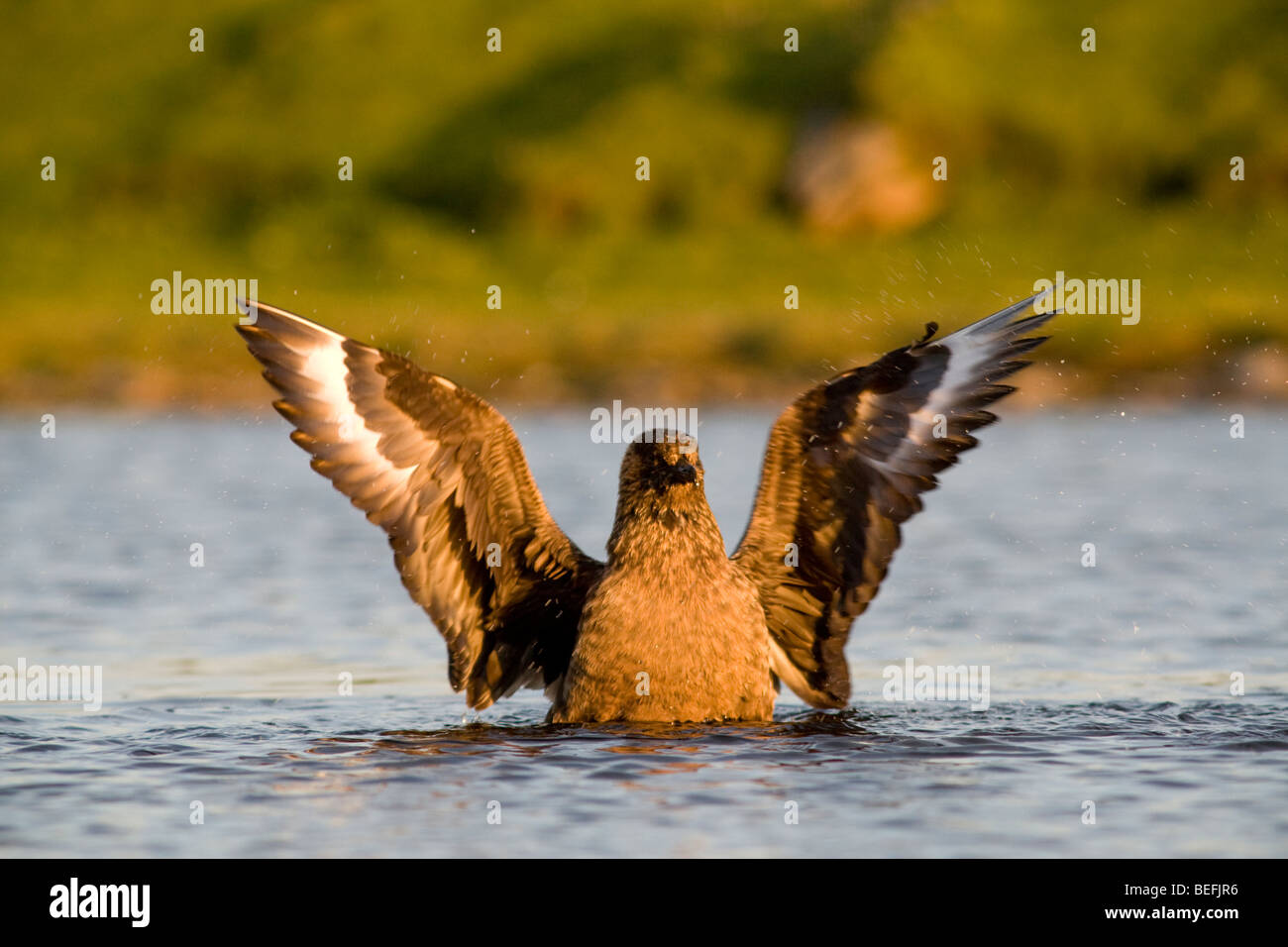 Bird stretching wings hi-res stock photography and images - Alamy