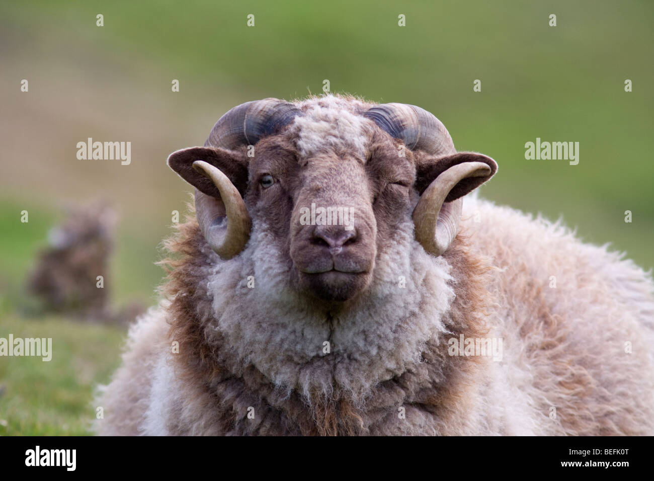 Shetland Ram High Resolution Stock Photography and Images - Alamy