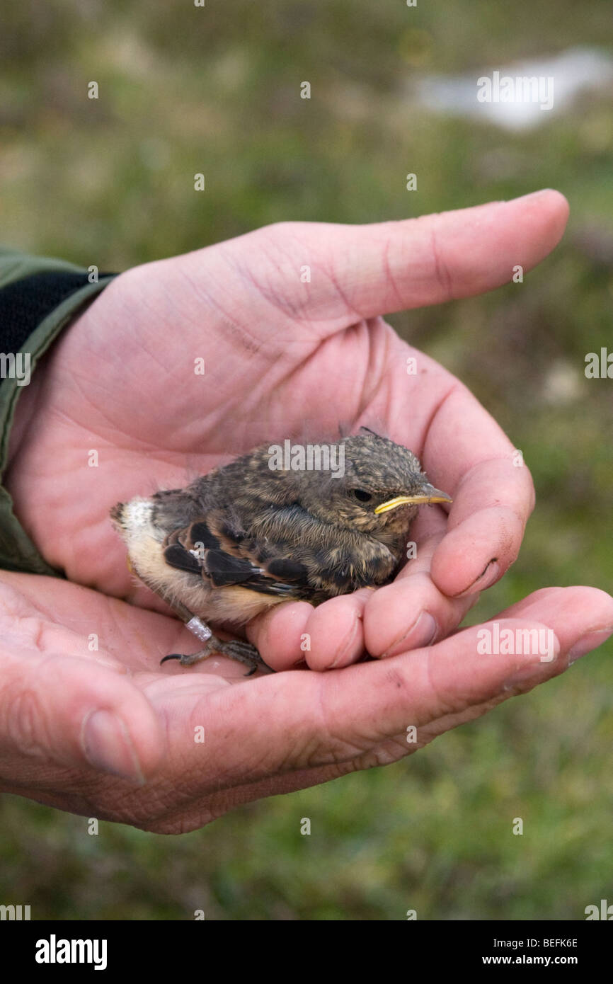 Baby wheatear hi-res stock photography and images - Alamy