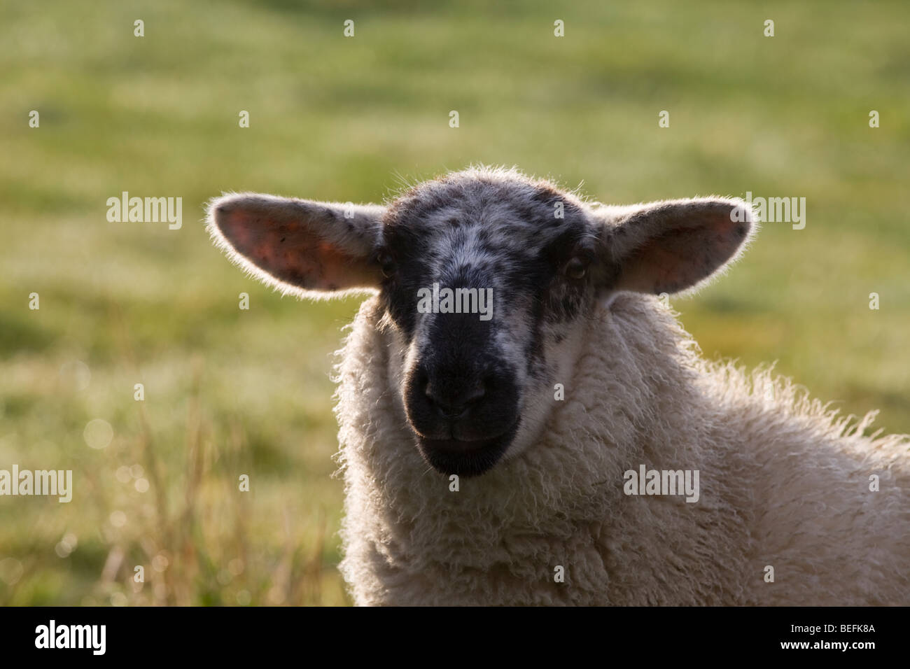Scottish black face sheep hi-res stock photography and images - Alamy