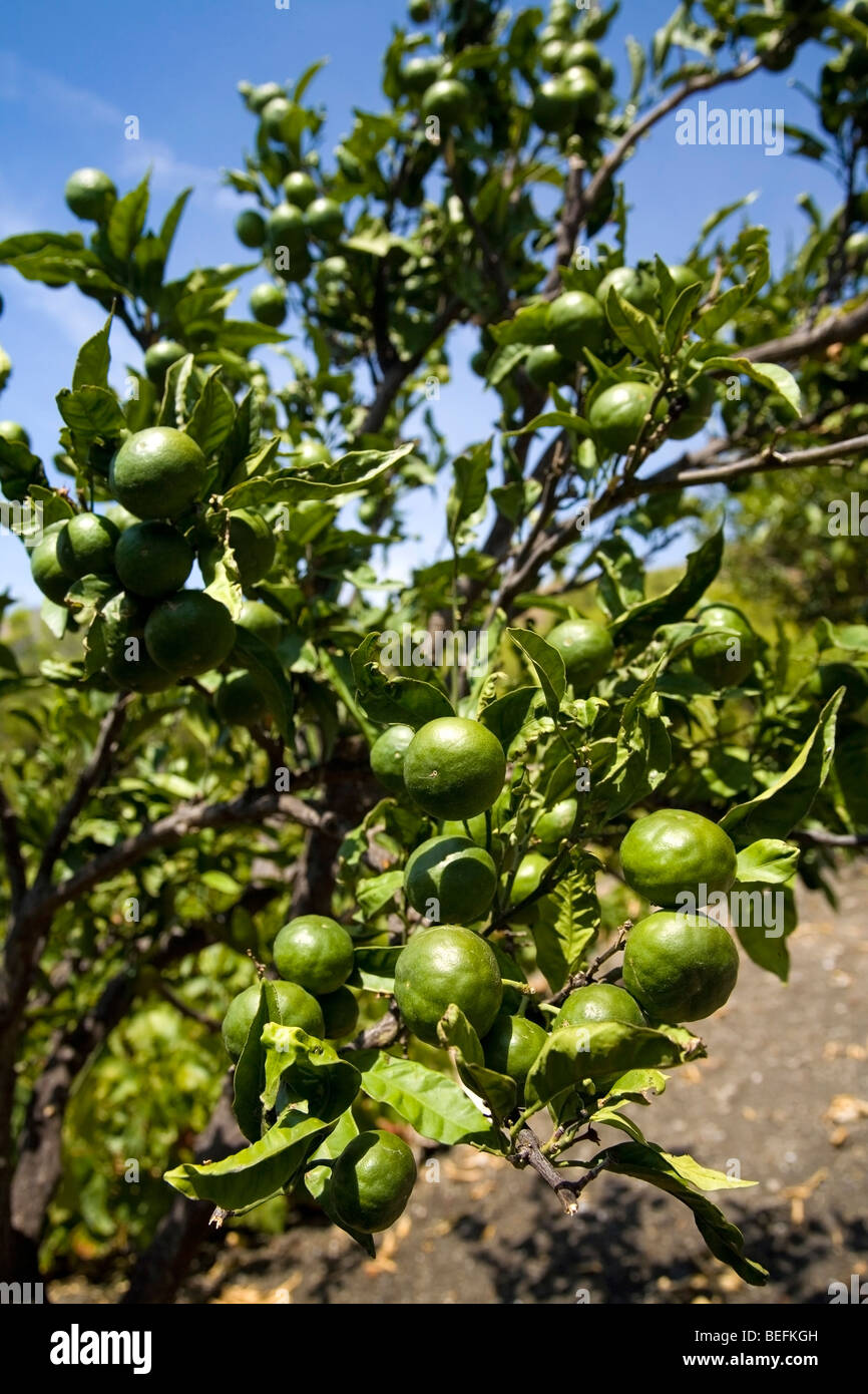 Lemon Trees in Frigiliana, Spain Stock Photo - Alamy