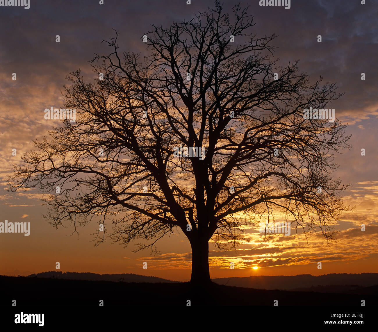 Sunsetting trees hi-res stock photography and images - Alamy